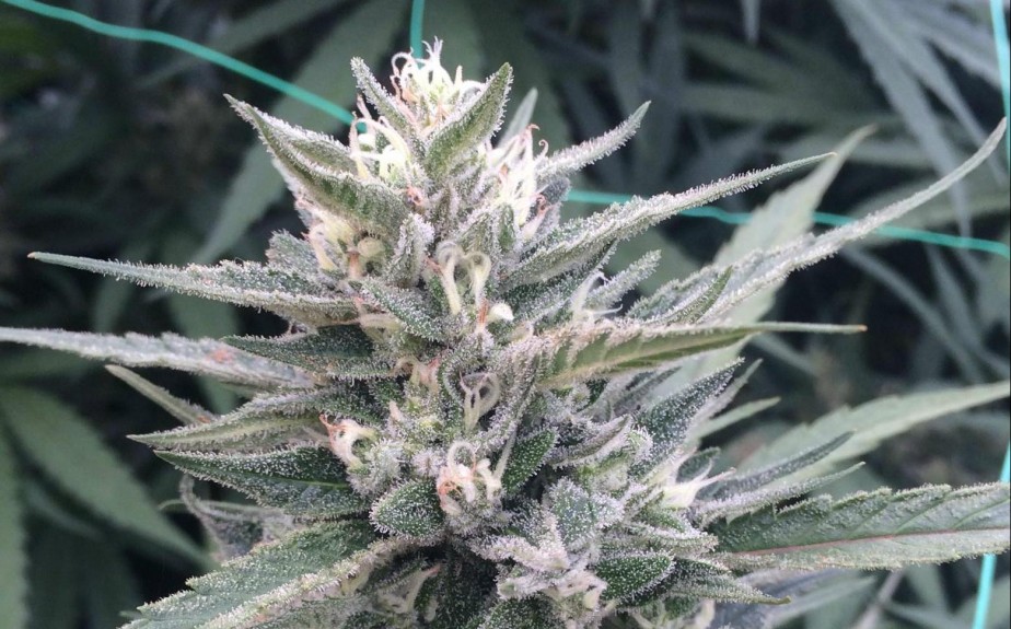 Snow Leopard – Canna Forum